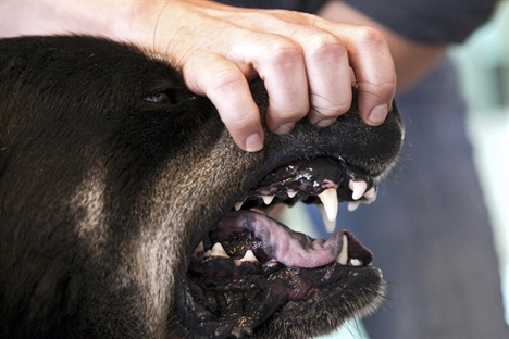 Dog bite hospital admissions highest in most deprived areas
